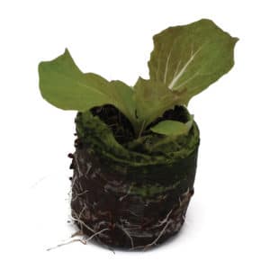 Lettuces | True Garden