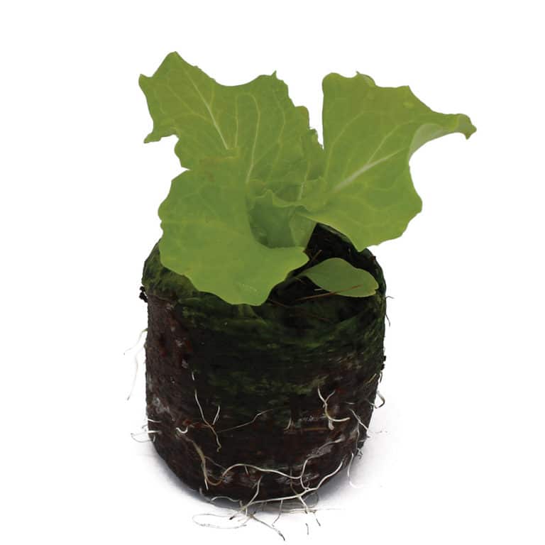 Aeroponic Seedlings for Sale | Buy Vegetable Seedlings | Herb Seedlings ...