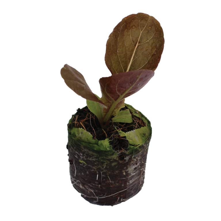 Organic Red Romaine Lettuce Seedlings | Tower Garden Red Romaine ...