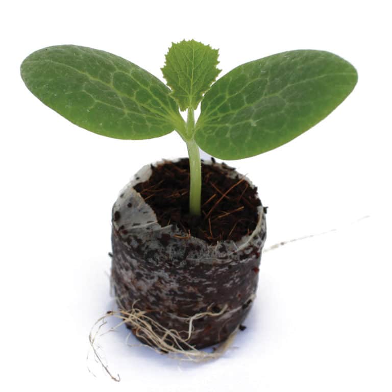 Aeroponic Seedlings for Sale | Buy Vegetable Seedlings | Herb Seedlings ...