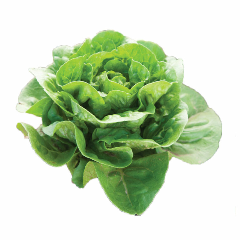 Lettuce – Dragoon (Mini Romaine) | True Garden