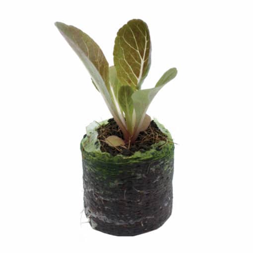 Lettuce – Breen (Mini Romaine) | True Garden