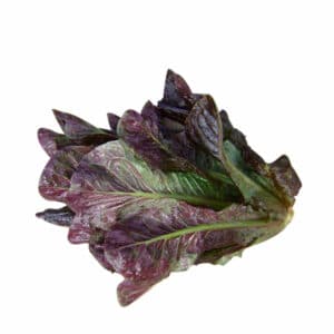 Lettuce – Breen (Mini Romaine) | True Garden