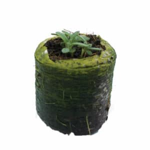 Aeroponic Seedlings for Sale | Buy Vegetable Seedlings | Herb Seedlings ...