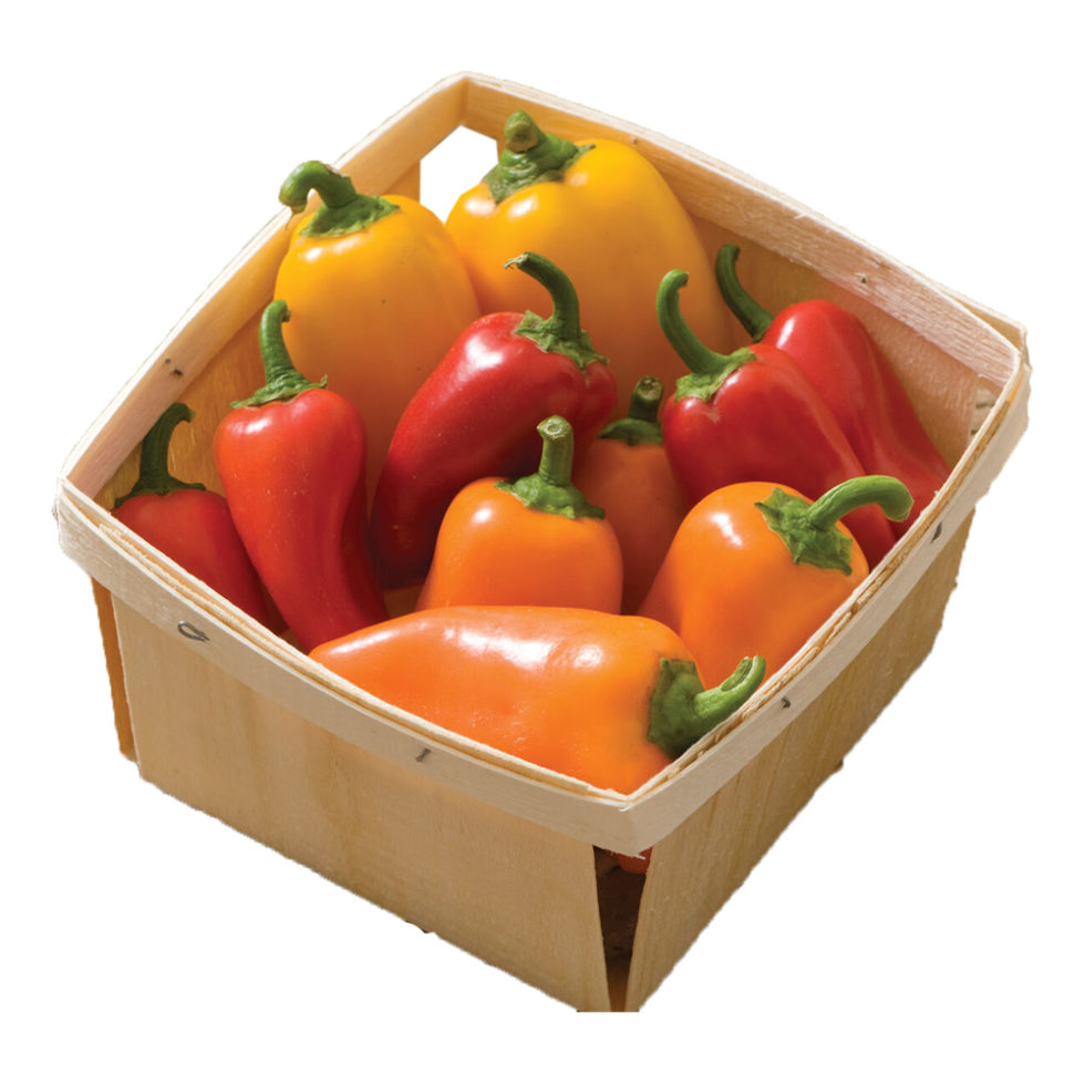 Lunchbox Pepper Seedlings | Tower Garden Peppers | Aeroponic Pepper ...