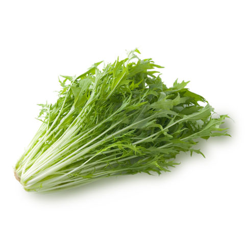 Organic Mizuna Seedlings | Tower Garden Mizuna | Aeroponic Mizuna ...