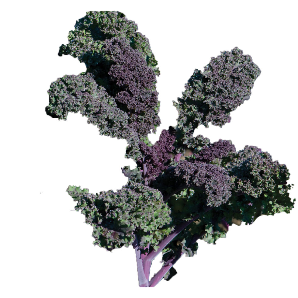 Organic Redbor Kale Seedlings | Tower Garden Redbor Kale | Aeroponic ...